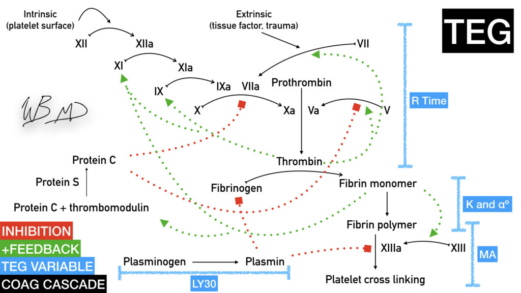 Thromboelastography