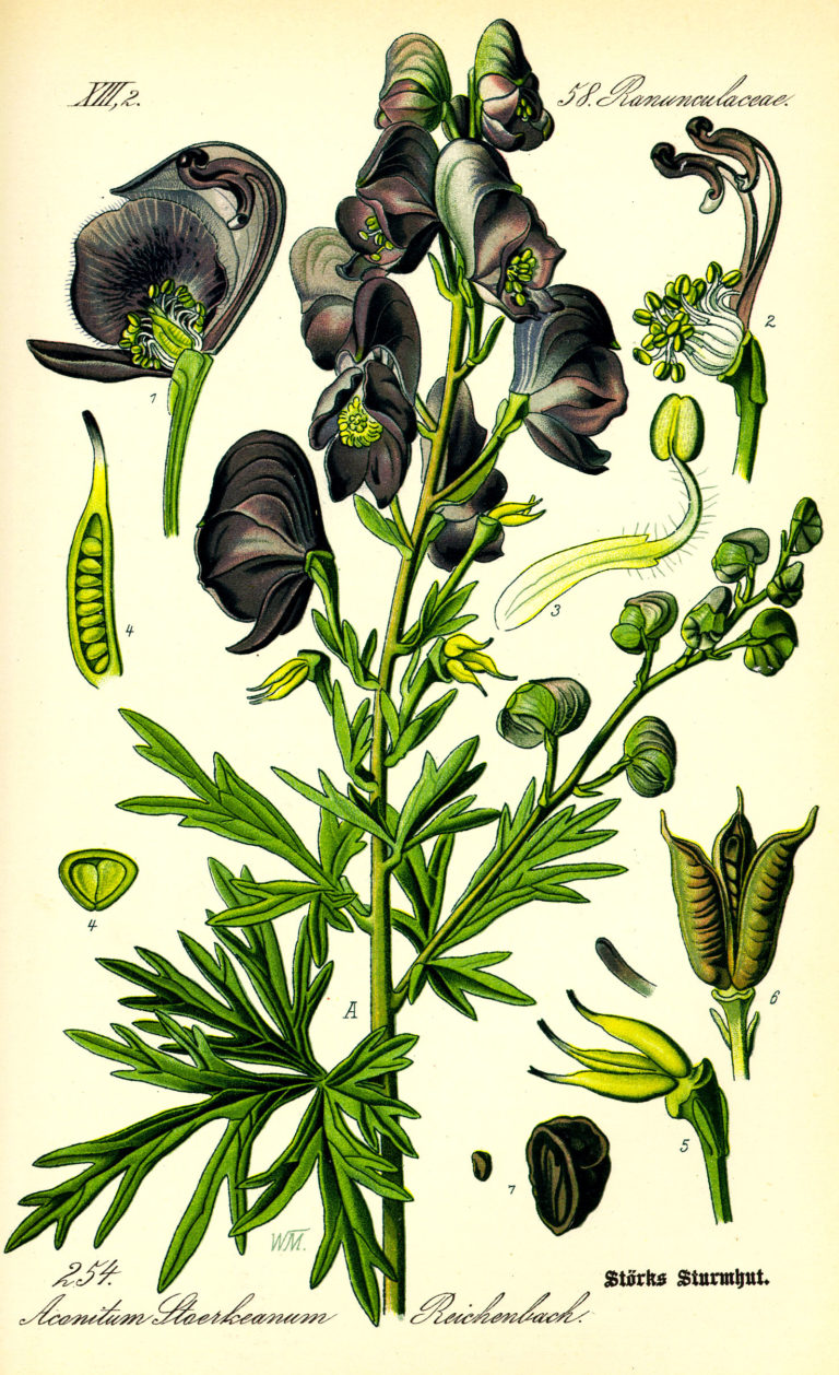 Aconitum spp