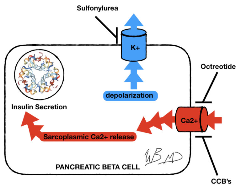 Toxicology of the Pancreatic Beta Cell